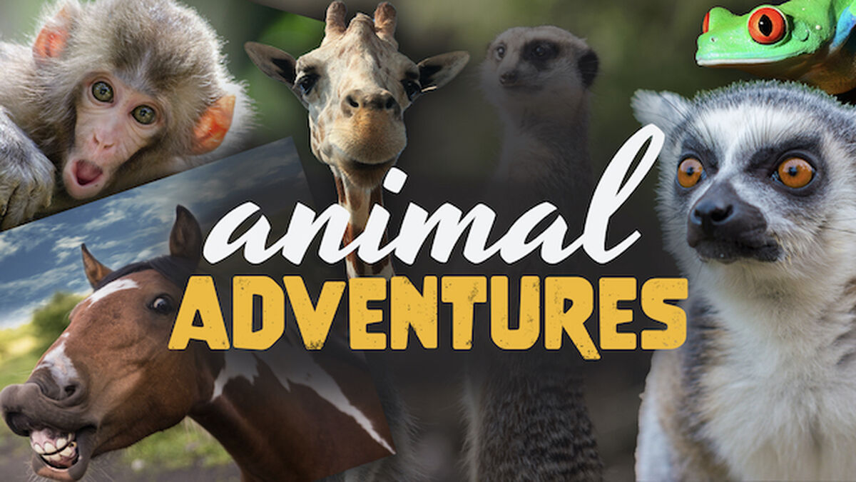 Animal Adventures | Games | Download Youth Ministry