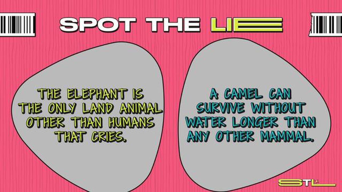 Spot The Lie | Games | Download Youth Ministry