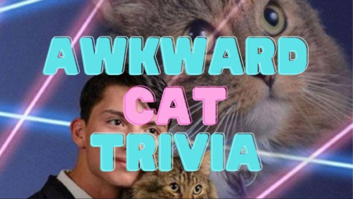 Awkward Cat Trivia | Trivia | Download Youth Ministry