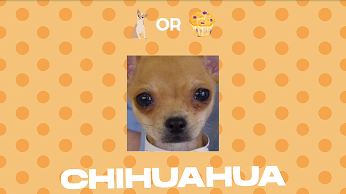 Chihuahua or Muffin - Countdown Video and Game | Video | Download Youth ...