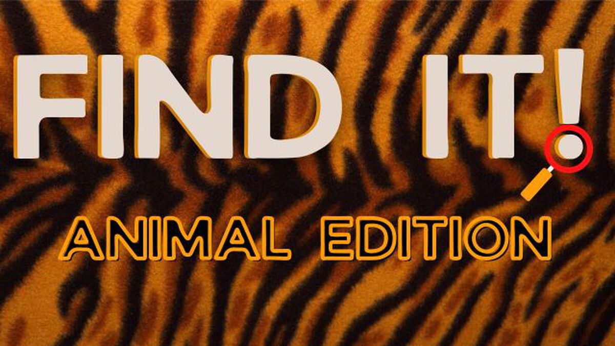 Find It! Animal Edition | Animals | Download Youth Ministry